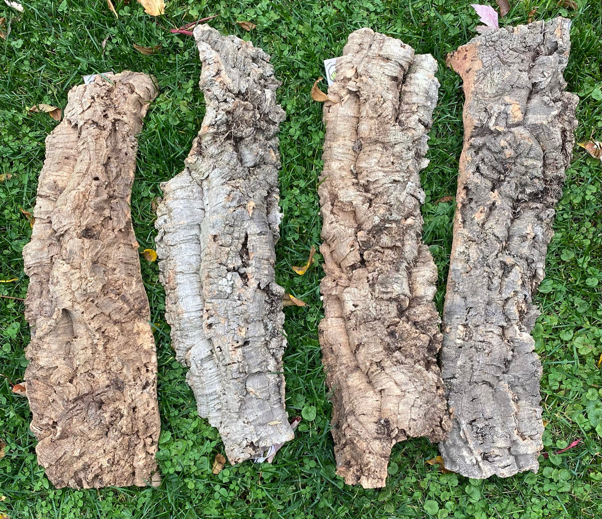 Cork Mounts – Ravenvision Orchid Supplies